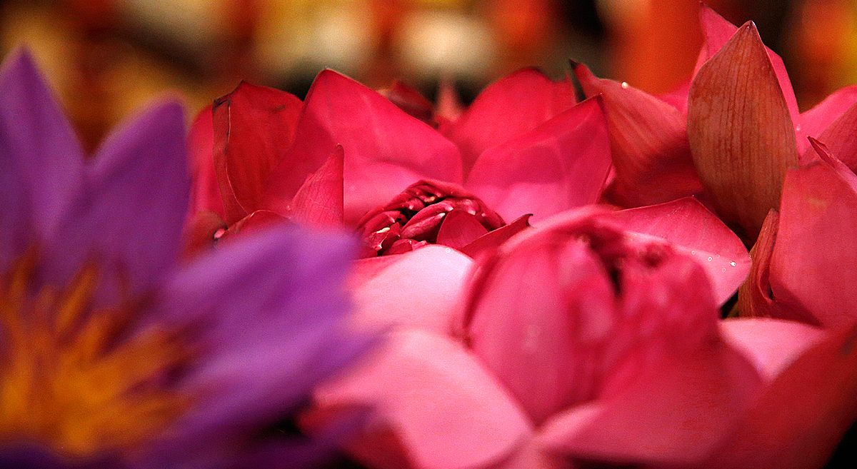 What is Metta and Loving-kindness Meditation? | Flow-Spirit