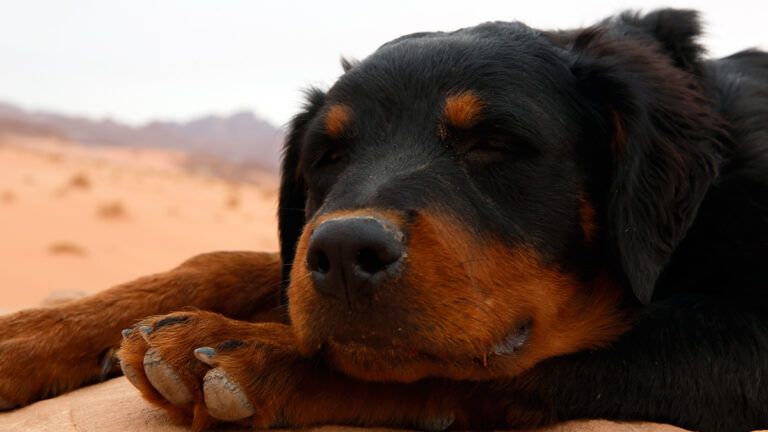 Passing away of your dog how to deal with loss and mourning | Flow-Spirit